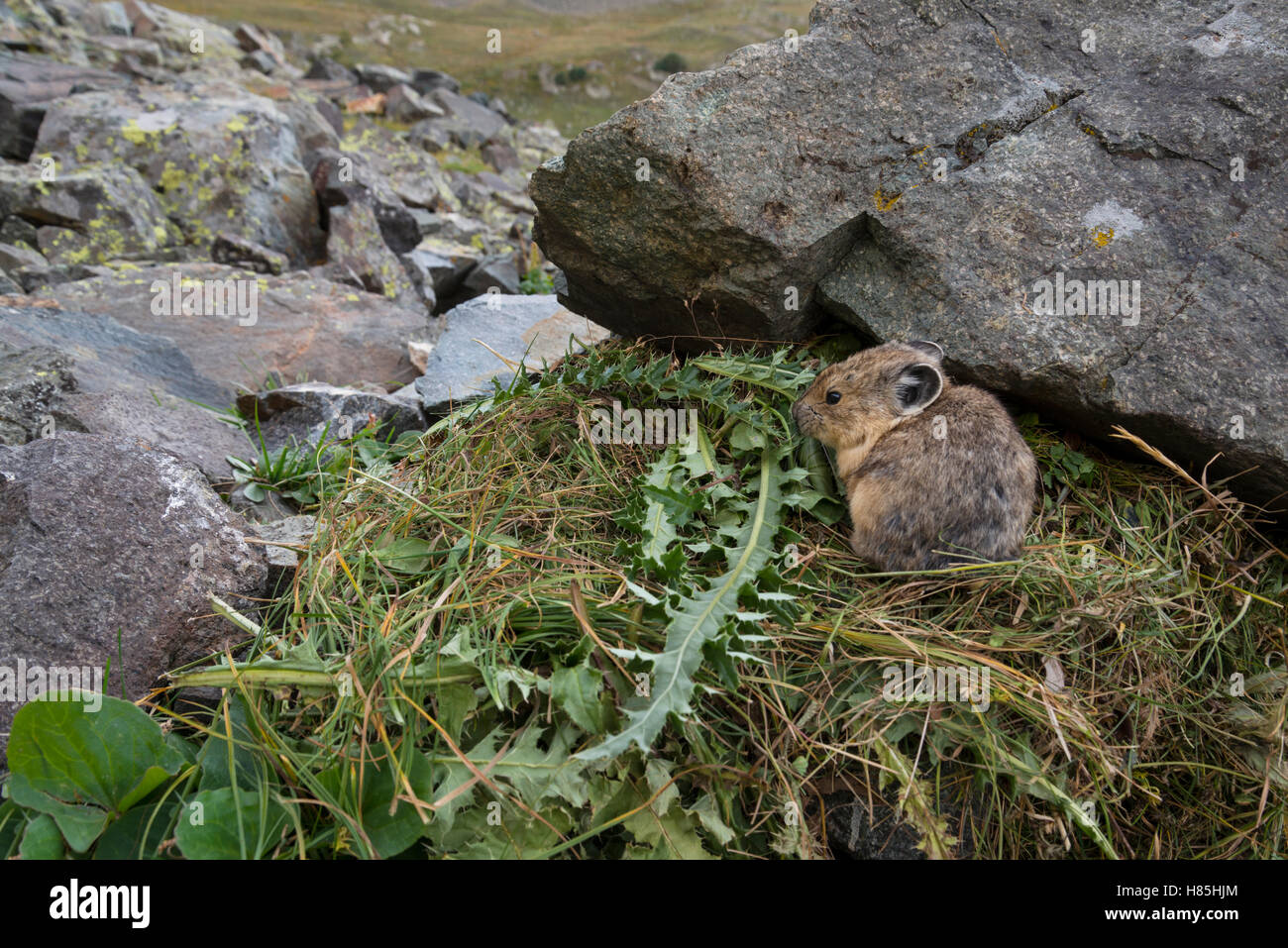 American Pika (Ochotona princeps) building haypile in mountains ...