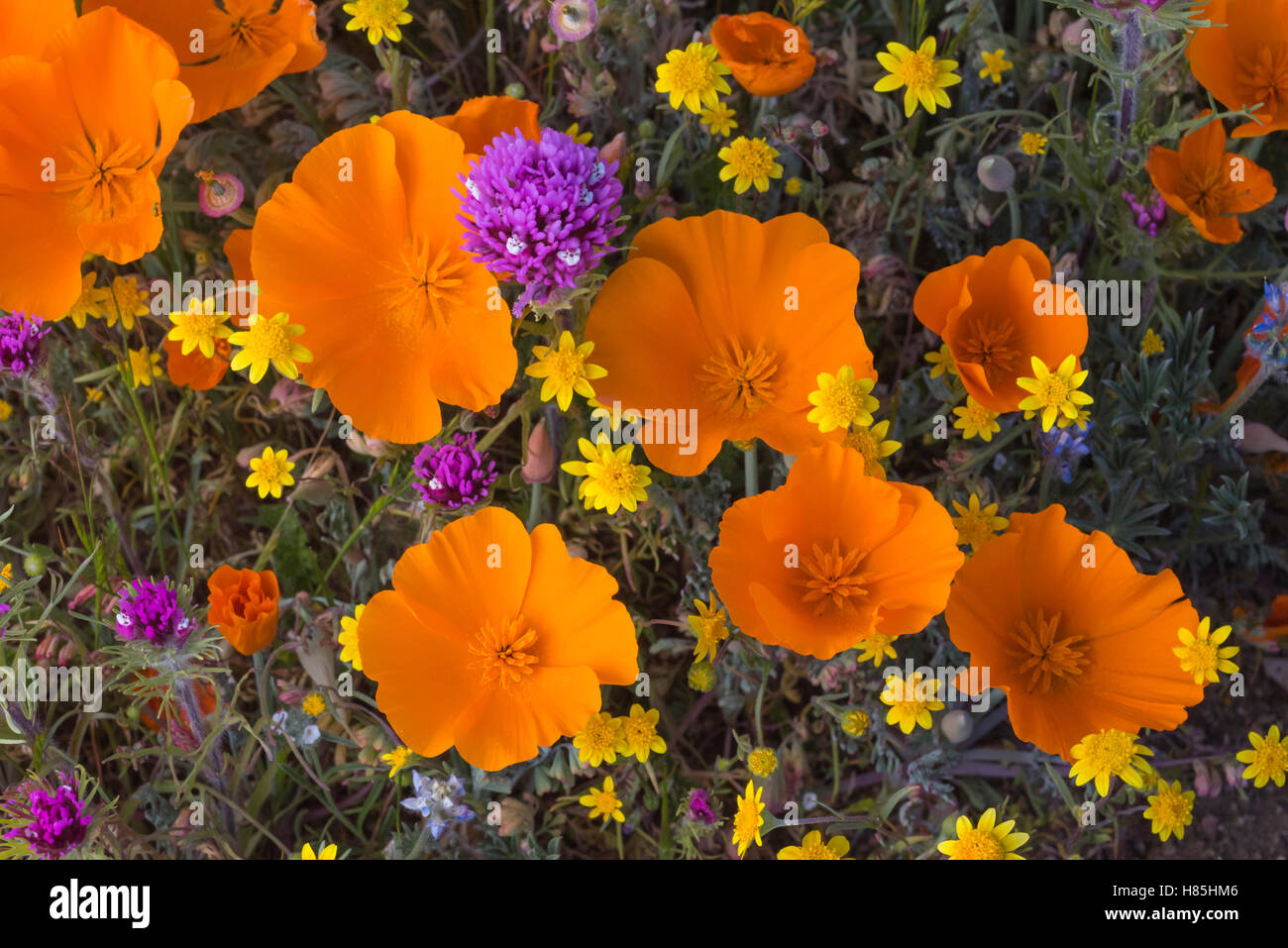 California Poppy (Eschscholzia californica), Goldfield (Lasthenia ...