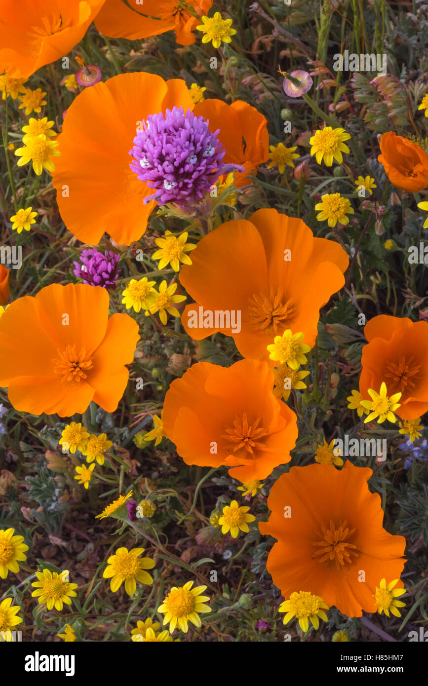 California Poppy (Eschscholzia californica), Goldfield (Lasthenia ...