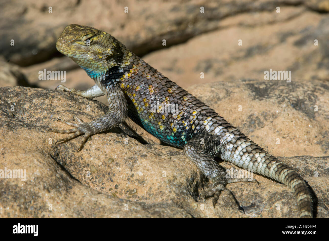 Desert Spiny Lizard (Sceloporus magister), Colorado River, Grand Canyon ...