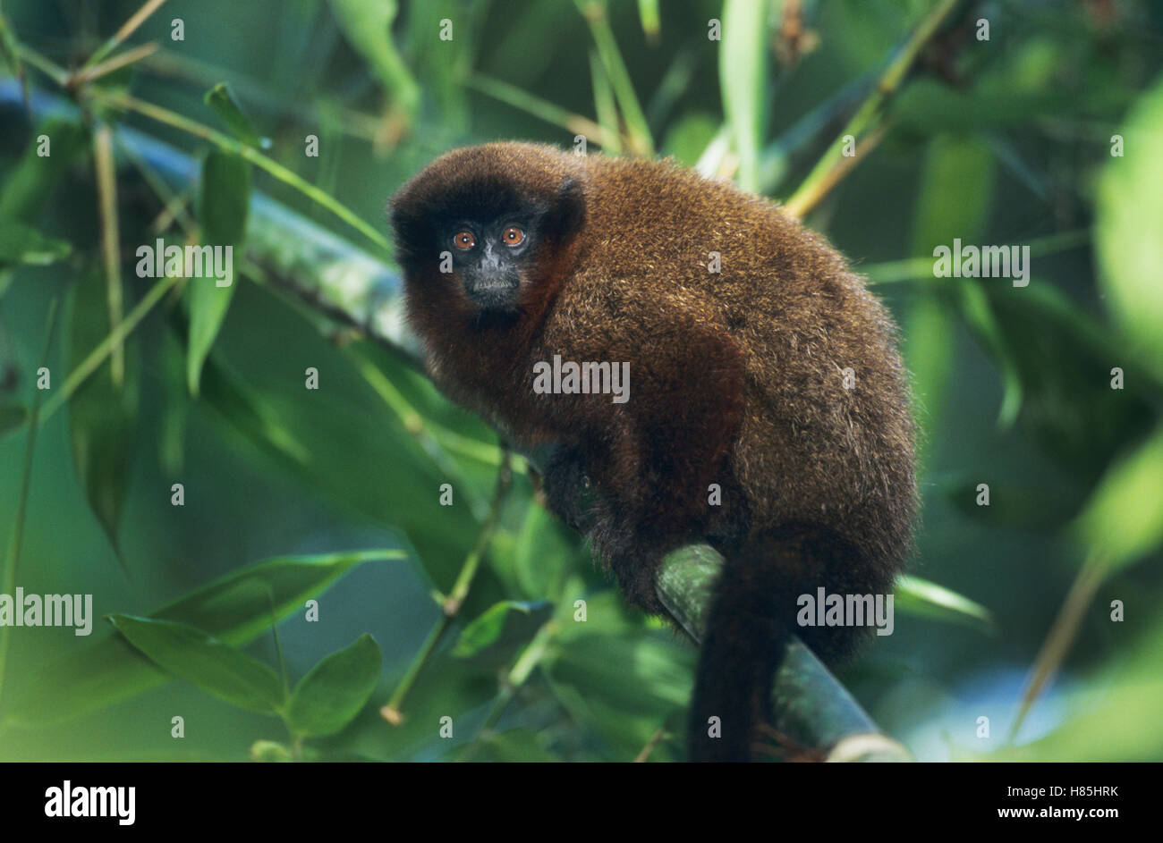 Urubamba Brown Titi Monkey (Callicebus urubambensis), newly described ...