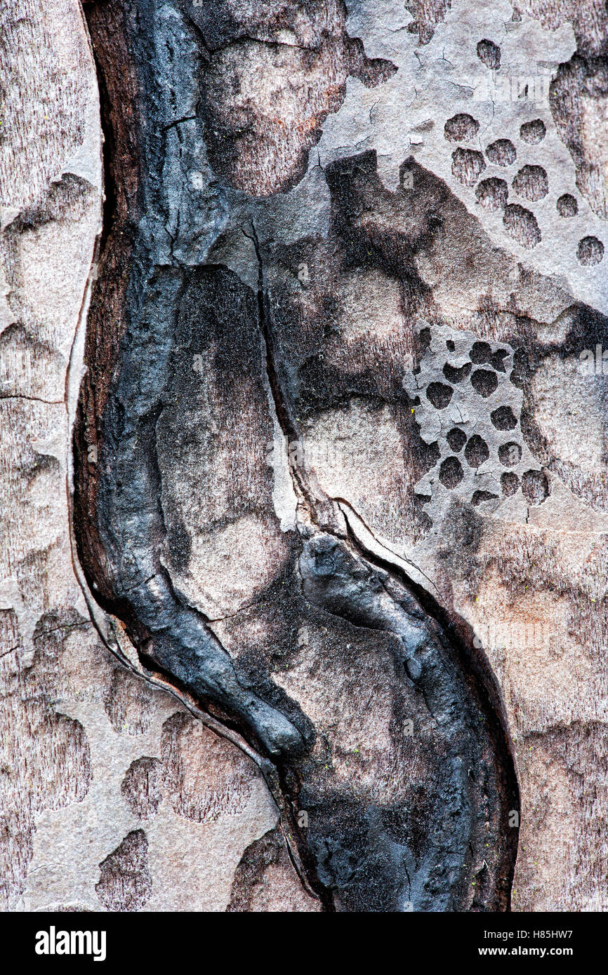 Pine (Pinus sp) bark after fire, Strabrechtse Heide, North Brabant ...