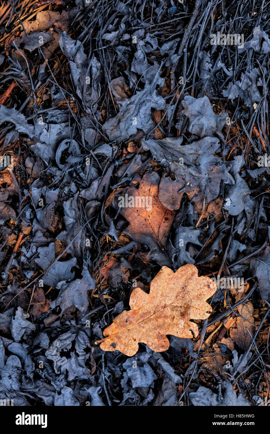 Burned leaves after wildfire, Netherland Stock Photo - Alamy