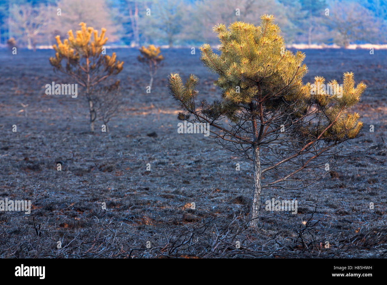 Burnt trees and heathland after fire, Netherland Stock Photo - Alamy