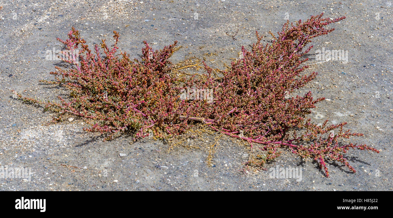 Heather growing in the desert conditions alongside Pangong Lake Stock ...