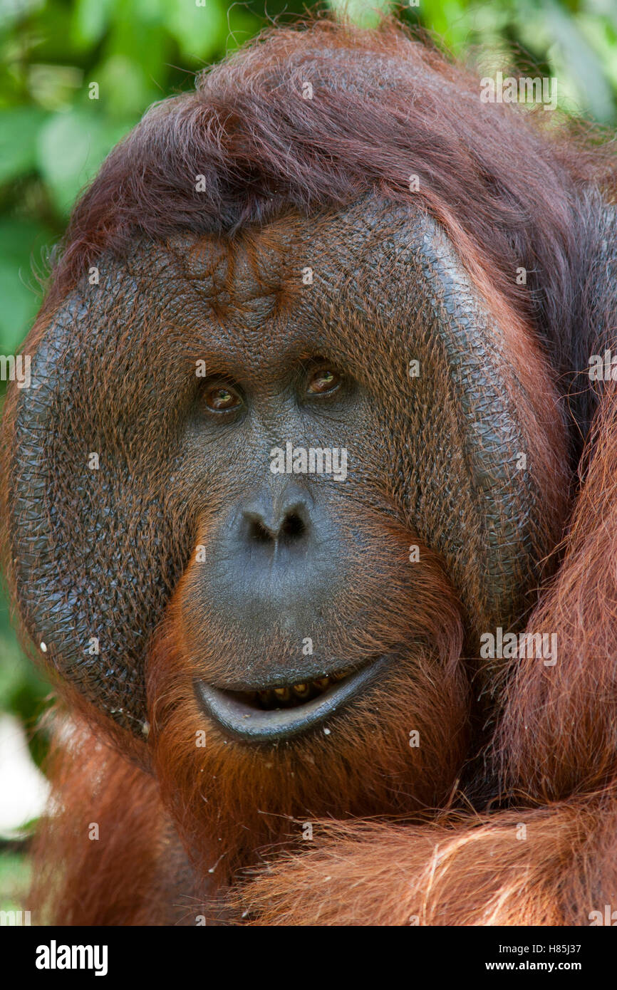 Orangutan (Pongo pygmaeus) dominant male with large cheek pads, Tanjung ...