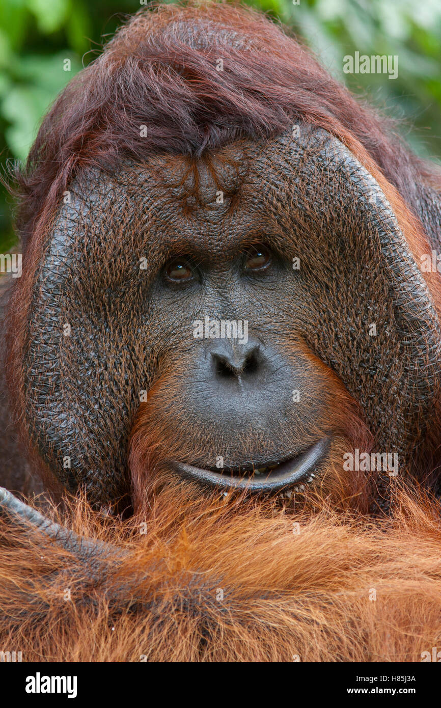 Orangutan (Pongo pygmaeus) dominant male with large cheek pads, Tanjung ...