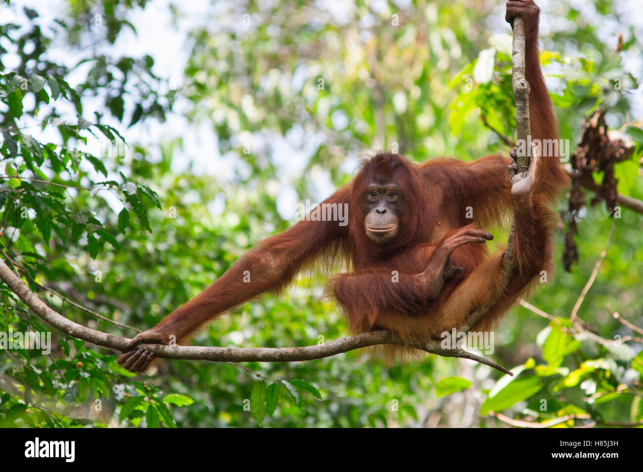 Orangutan (Pongo pygmaeus) sub-adult resting in tree, Tanjung Puting ...