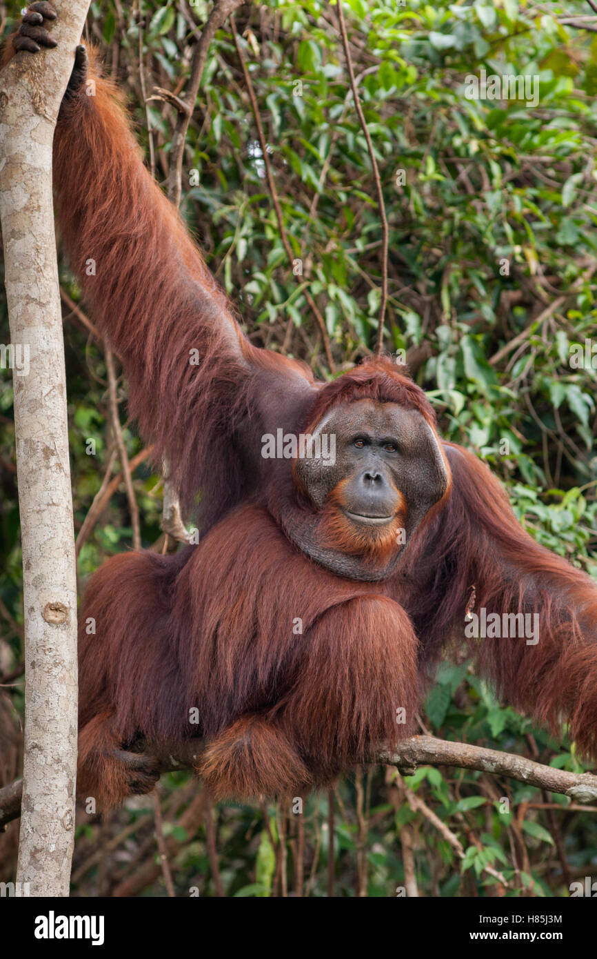 Orangutan (Pongo pygmaeus) male, Tanjung Puting National Park, Borneo ...