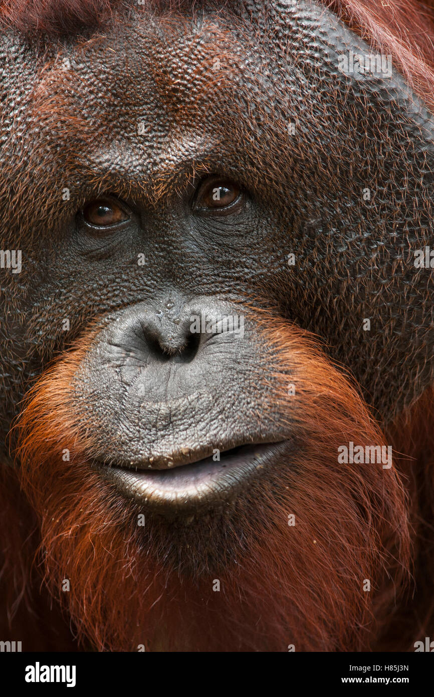 Orangutan (Pongo pygmaeus) male, Tanjung Puting National Park, Borneo ...