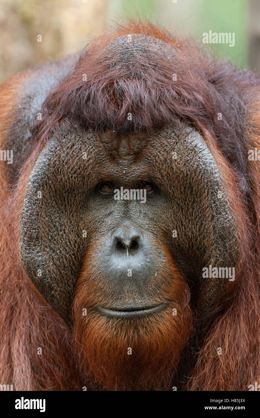 Orangutan (Pongo pygmaeus) dominant male with large cheek pads, Tanjung ...