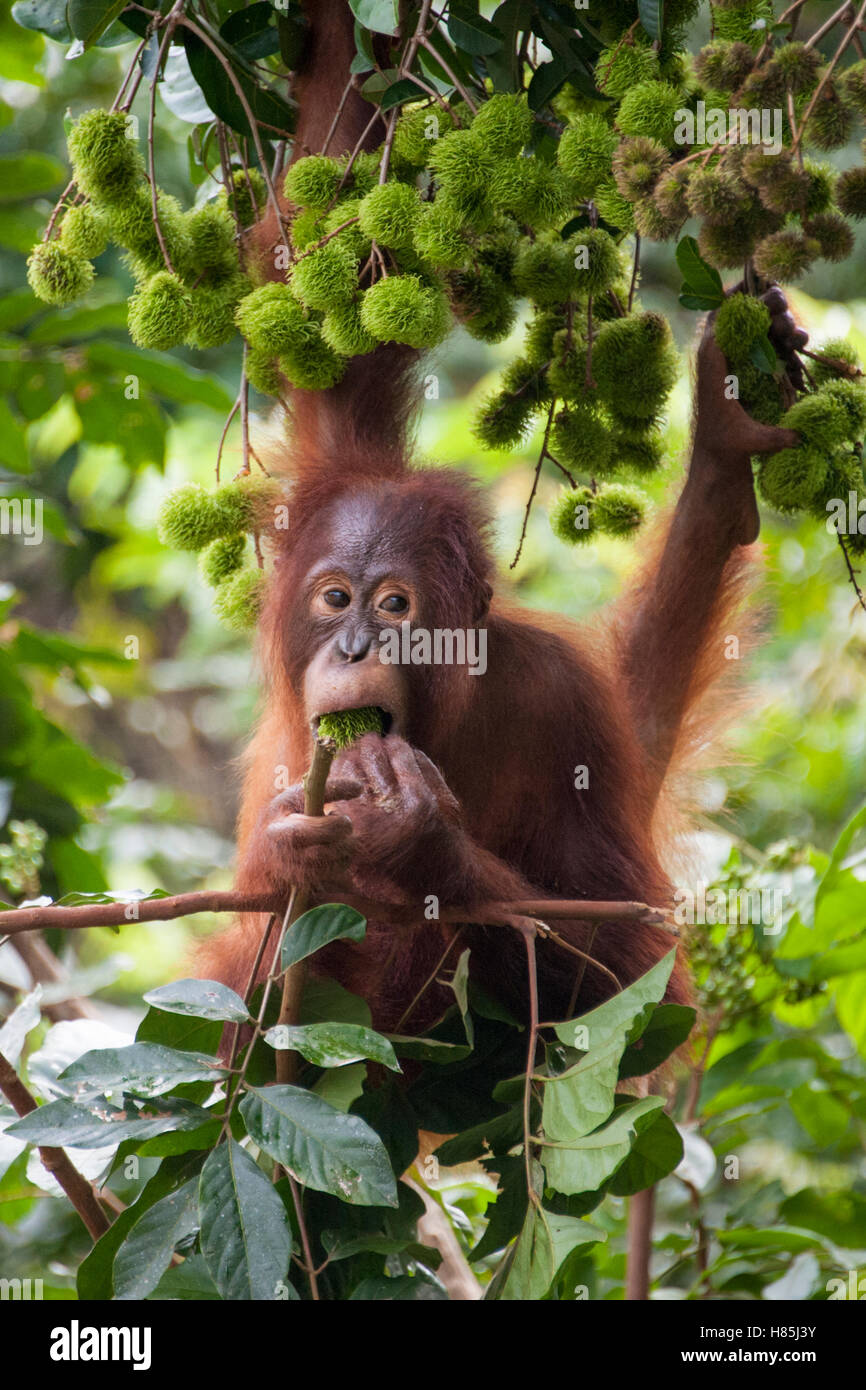 Orangutan (Pongo pygmaeus) four year old young feeding on fruit ...
