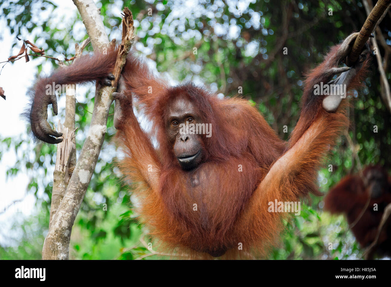 Orangutan (Pongo pygmaeus) in tree, Tanjung Puting National Park ...