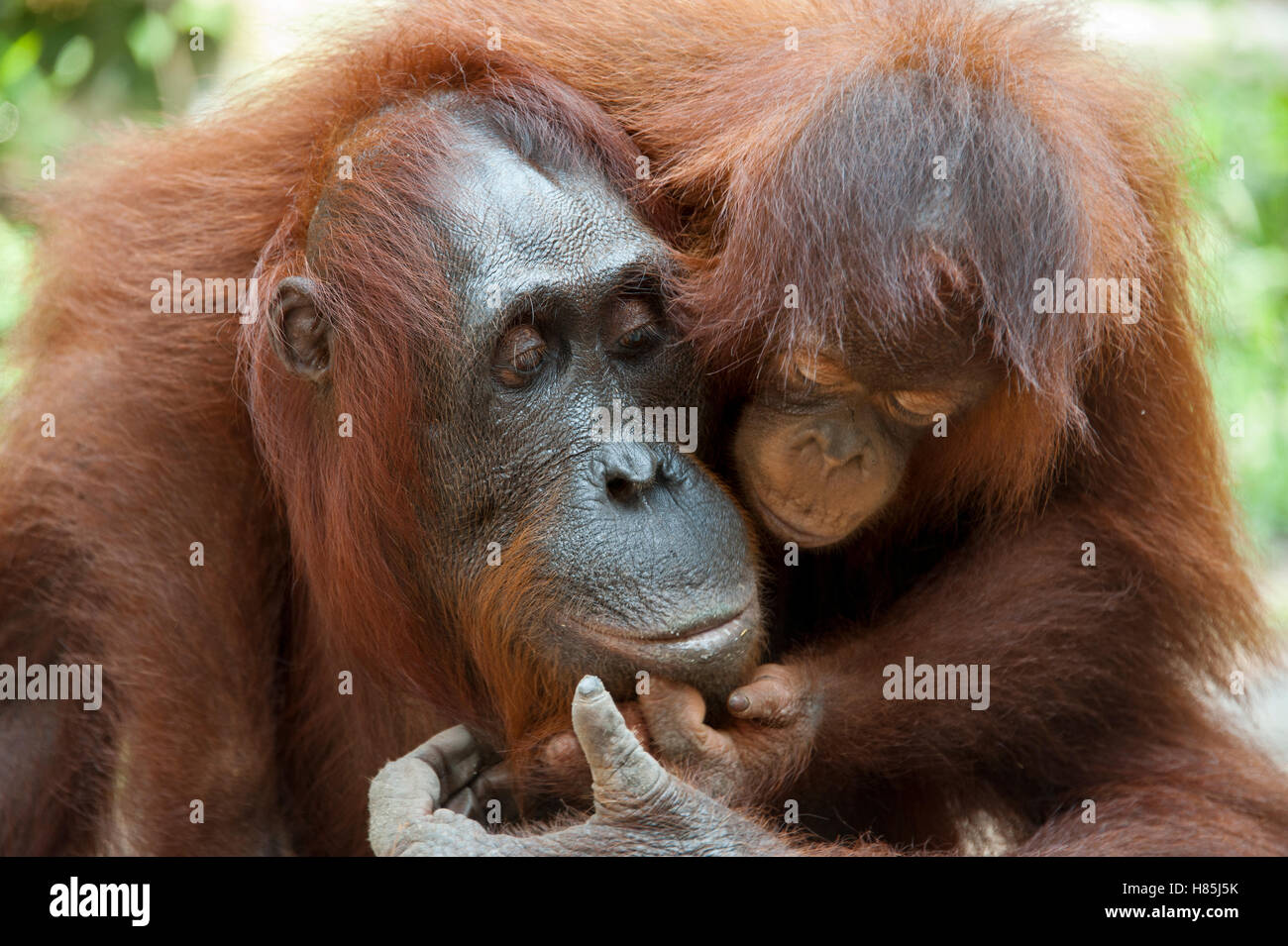 Two year old orangutan hi-res stock photography and images - Alamy