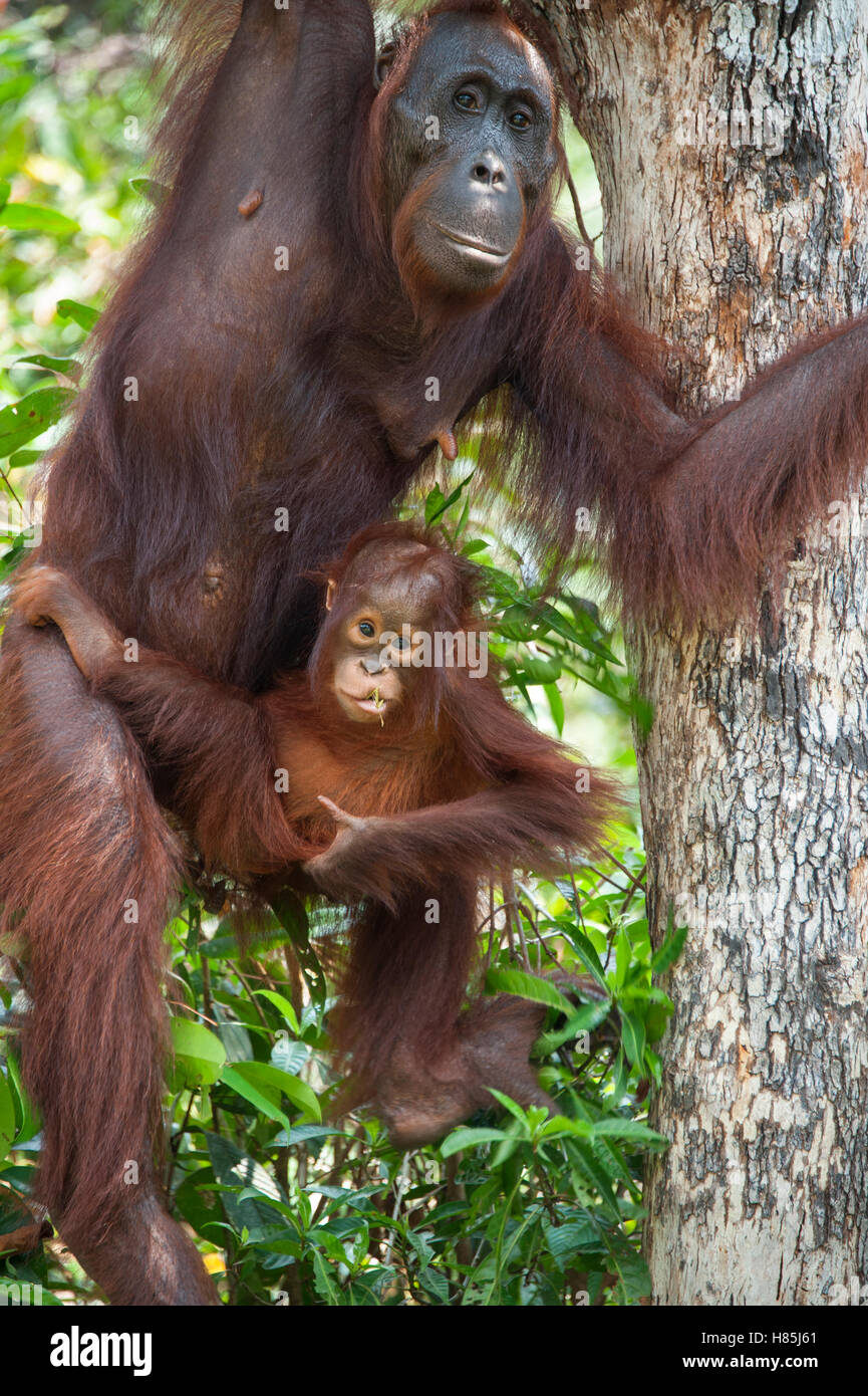 Orangutan (Pongo pygmaeus) mother and two year old young, Tanjung ...