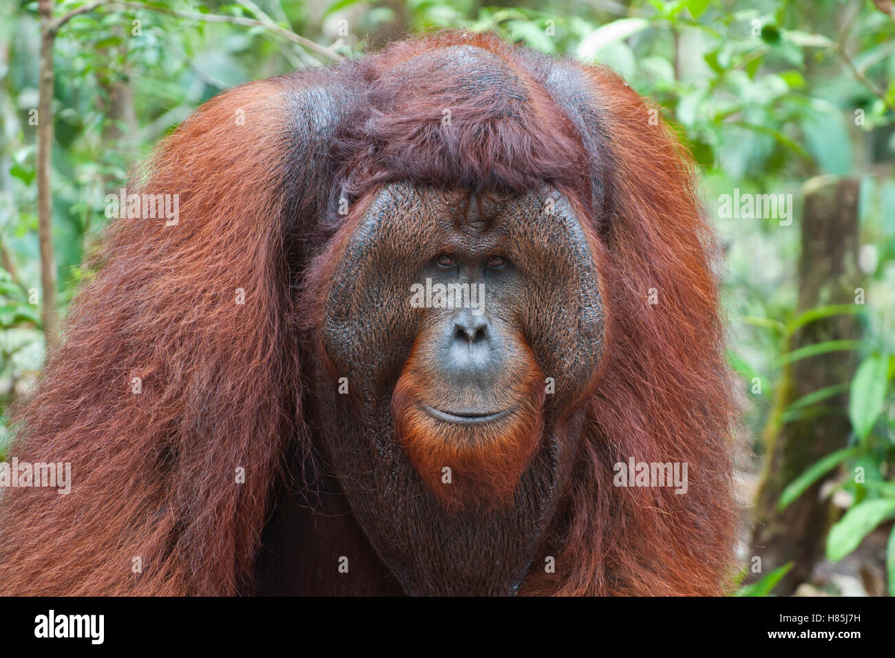 Orangutan (Pongo pygmaeus) dominant male, Tanjung Puting National Park ...