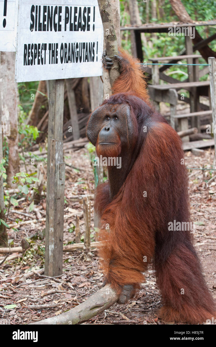 Orangutan (Pongo pygmaeus) dominant male next to park sign, Tanjung ...