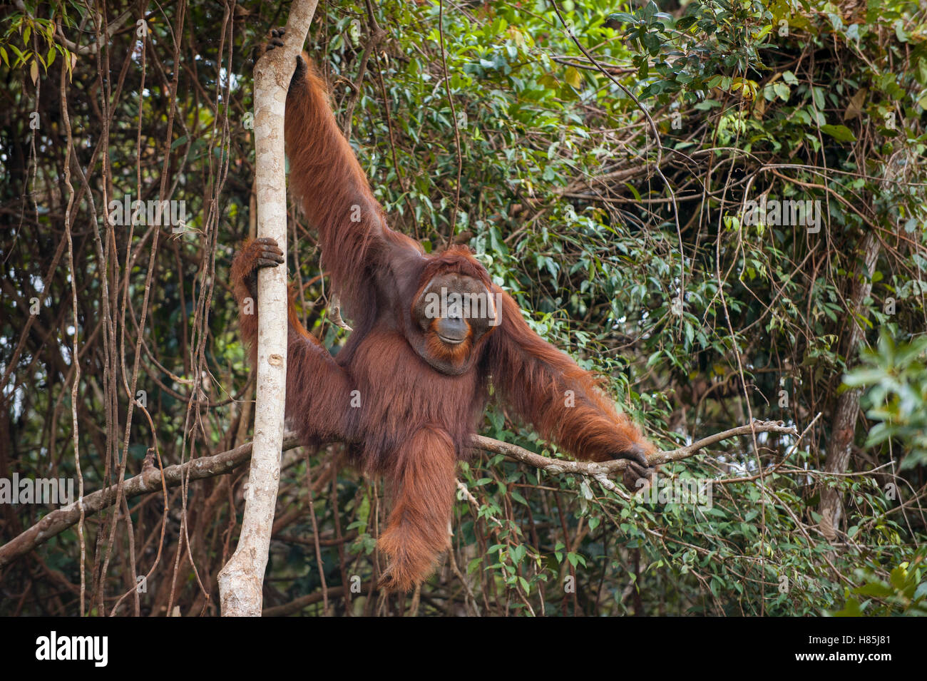 Orangutan (Pongo pygmaeus) male in forest, Tanjung Puting National Park ...