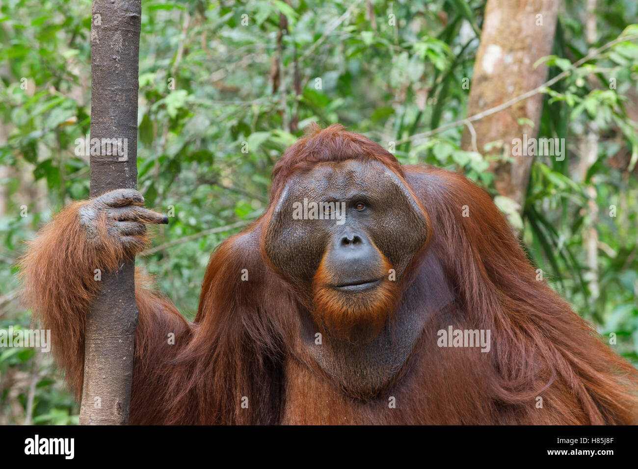 Orangutan (Pongo pygmaeus) male, Tanjung Puting National Park, Borneo ...