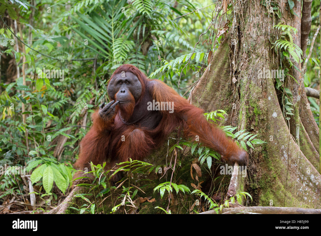 Orangutan (Pongo pygmaeus) male in rainforest, Tanjung Puting National ...