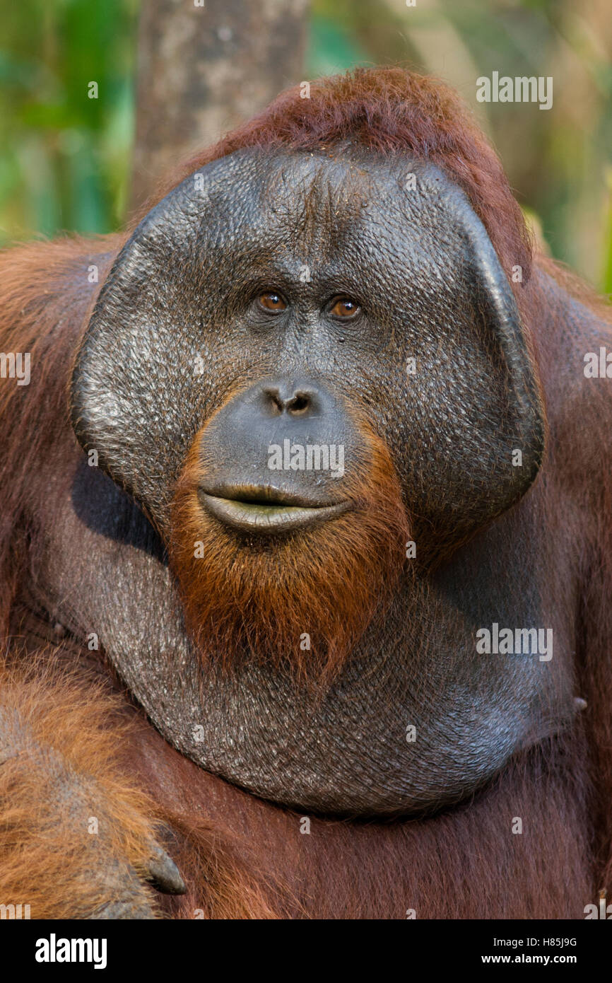 Orangutan (Pongo pygmaeus) male with large cheek pads, Tanjung Puting ...