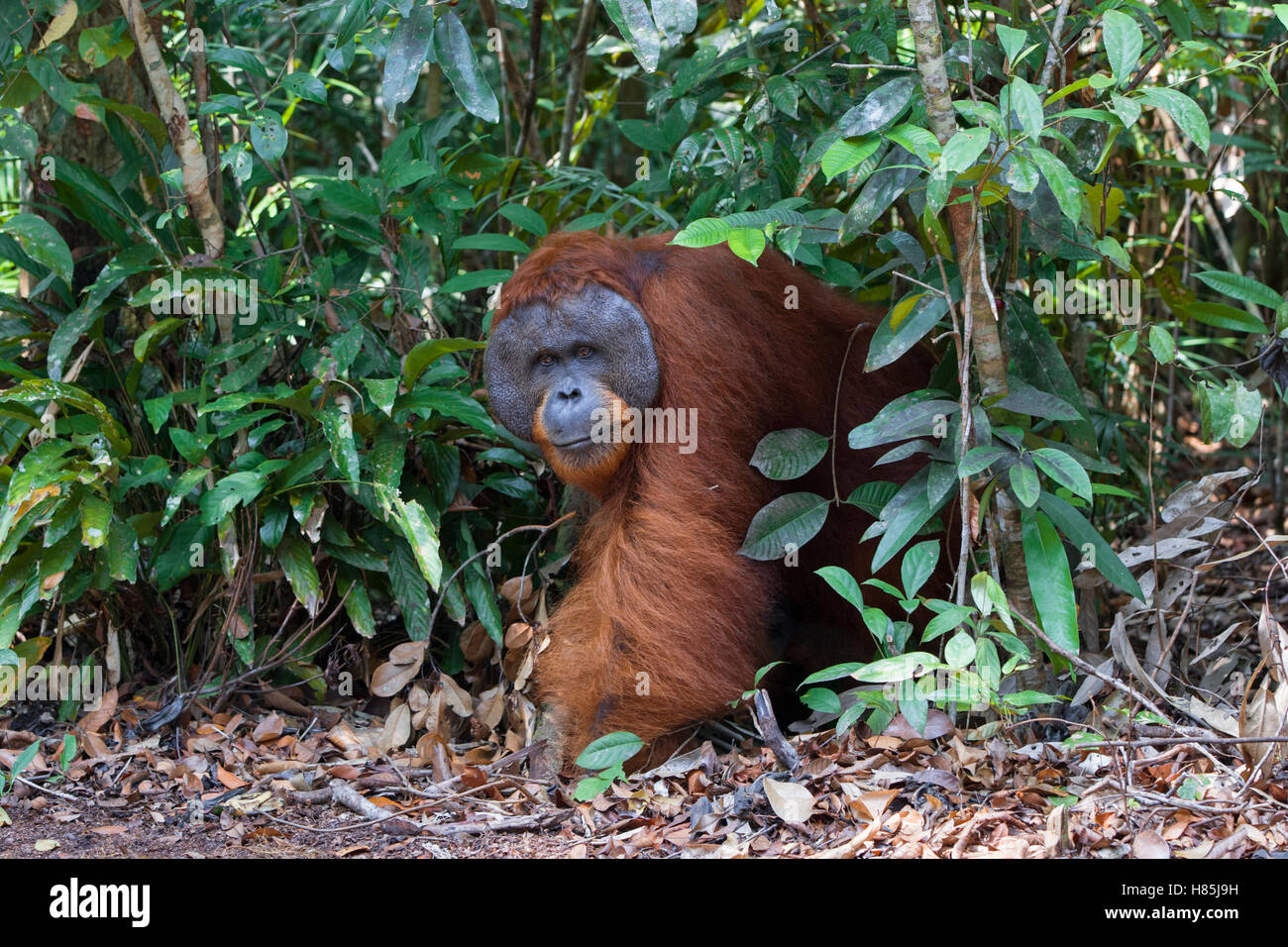 Orangutan (Pongo pygmaeus) male emerging from rainforest vegetation ...