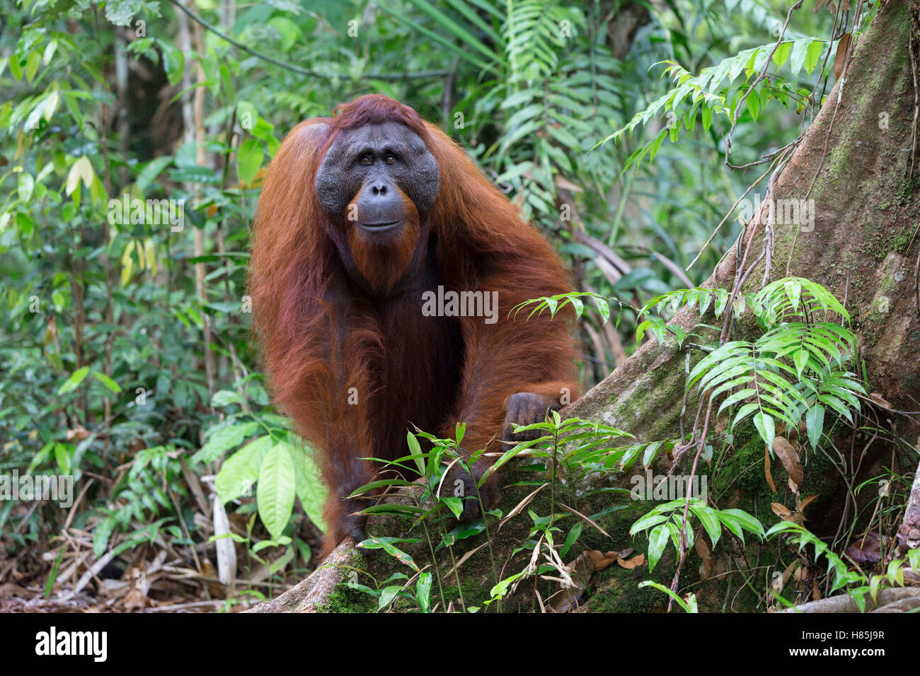 Orangutan (Pongo pygmaeus) male in rainforest, Tanjung Puting National ...
