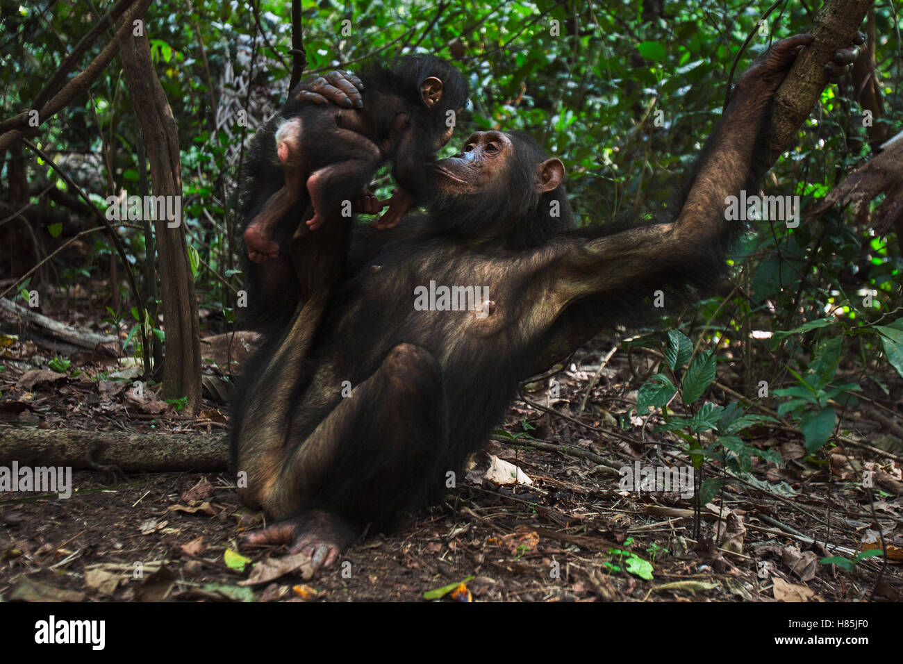 Eastern Chimpanzee (Pan troglodytes schweinfurthii) female, thirteen ...