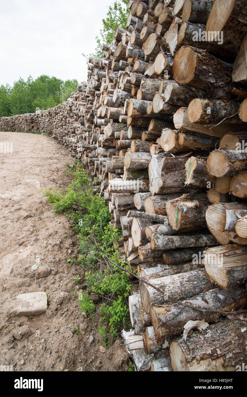 Log pile, Maine Stock Photo - Alamy