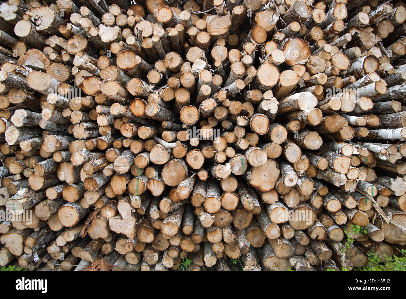 Log pile, Maine Stock Photo - Alamy