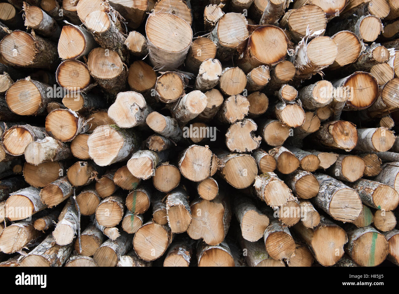 Log pile, Maine Stock Photo - Alamy
