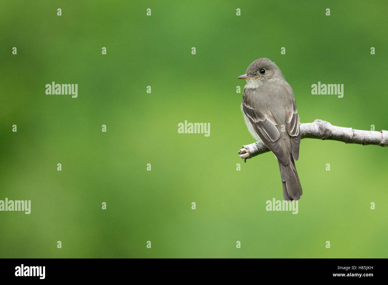 Eastern Wood-Pewee (Contopus virens), Canada Stock Photo - Alamy