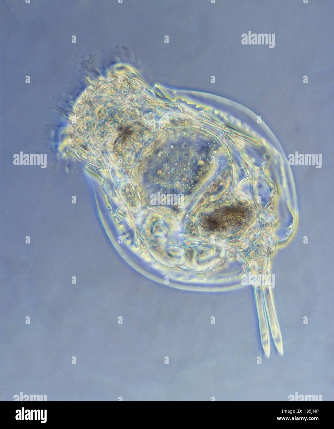 Rotifer (Euchlanis dilatata), Noord-Holland, Netherlands Stock Photo ...