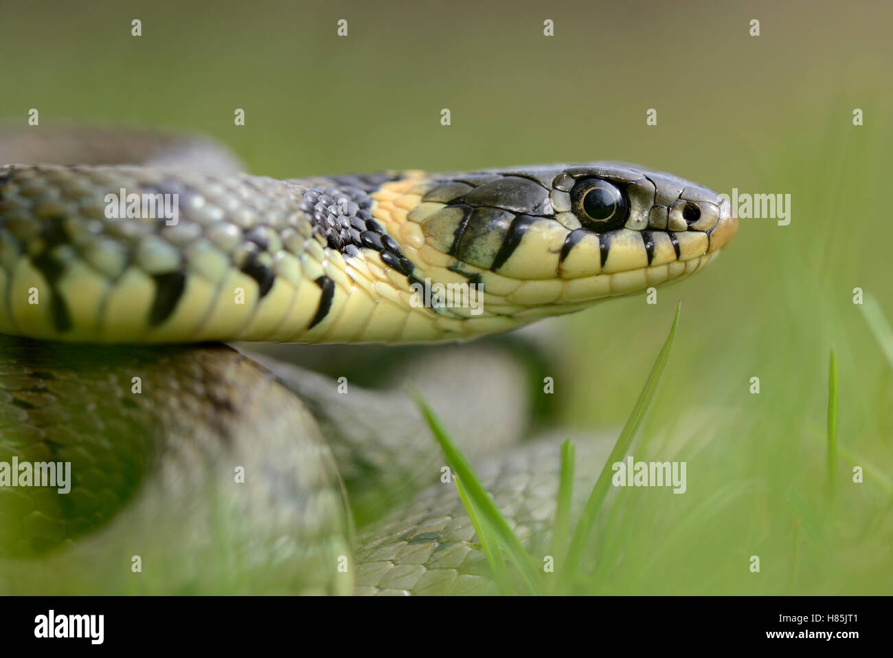 Grass Snake (Natrix natrix), Lincolnshire, England Stock Photo - Alamy