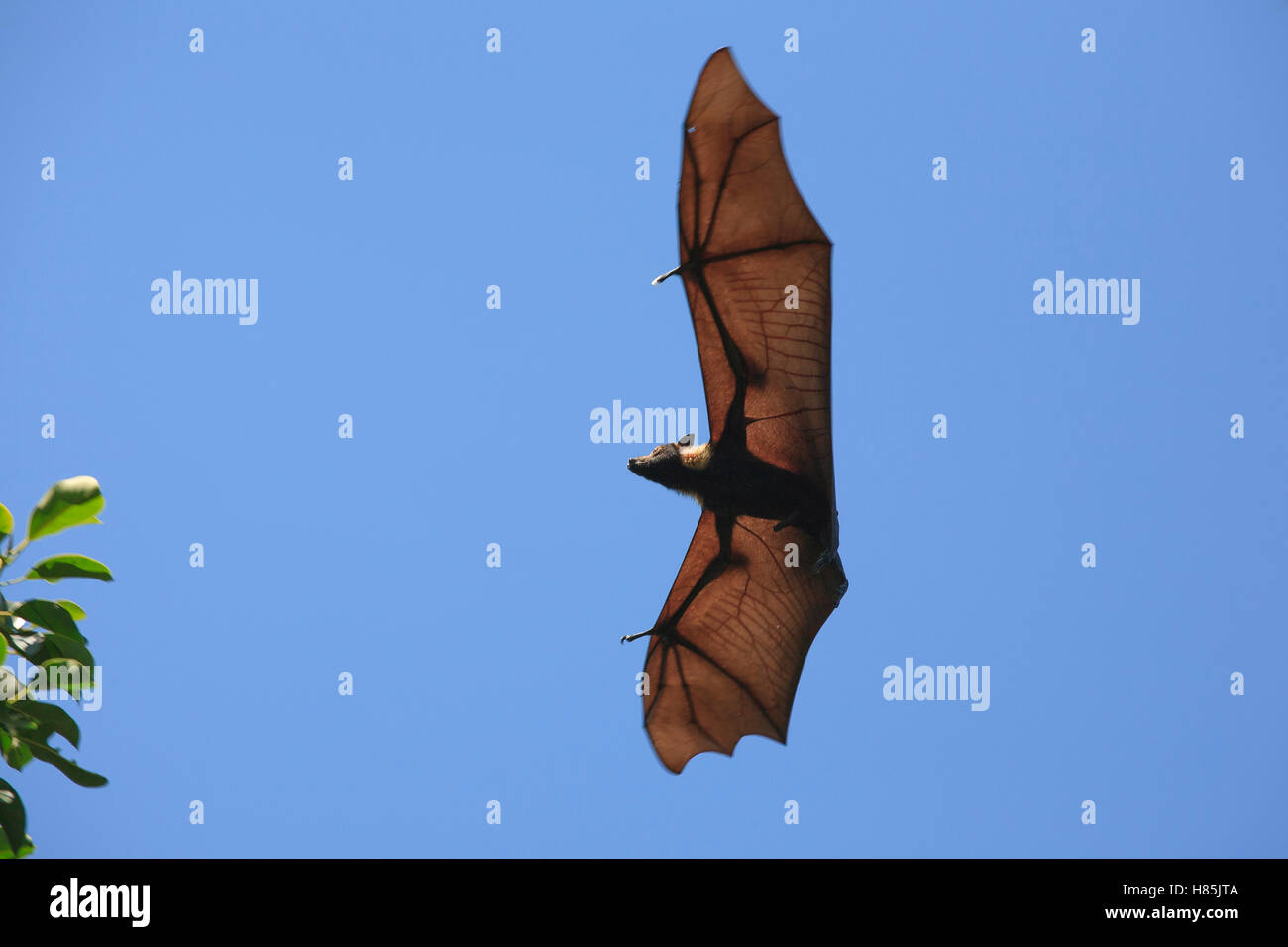 Spectacled Flying Fox (Pteropus conspicillatus) flying, Queensland ...