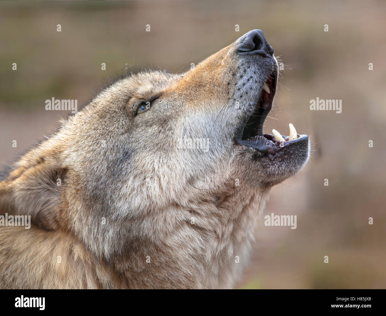 European Wolf (Canis lupus) howling, Germany Stock Photo - Alamy