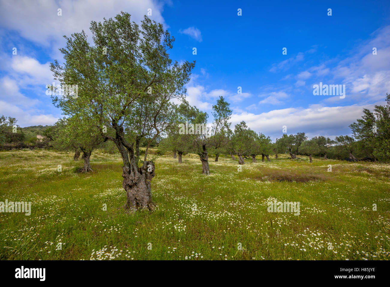 Olive (Olea europaea) trees, Lesbos, Greece Stock Photo - Alamy