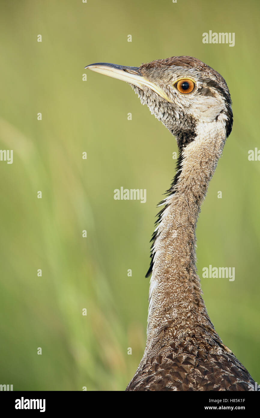 Black-bellied Bustard (Lissotis melanogaster) male, Kruger National ...