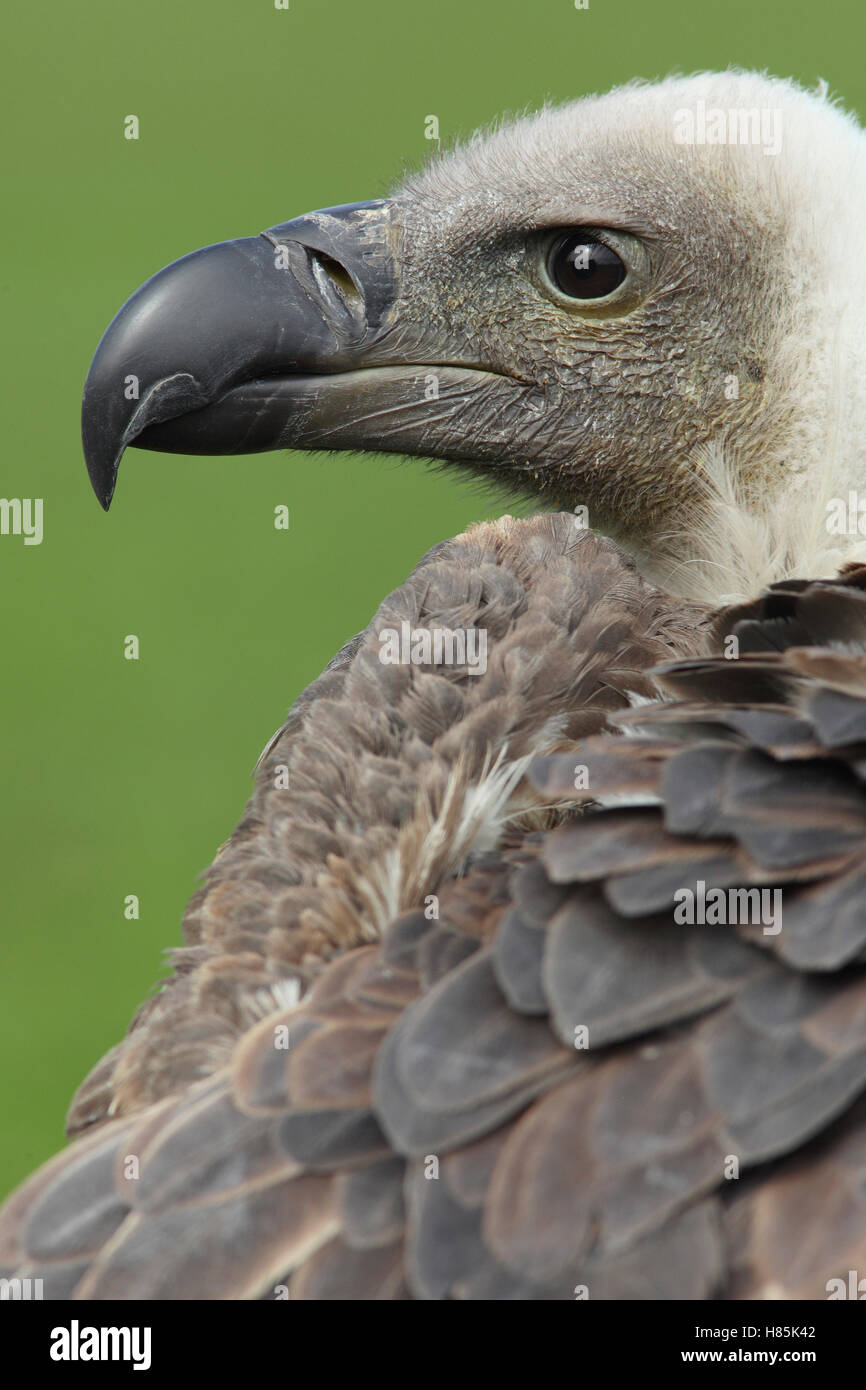 White-backed Vulture (Gyps africanus), Netherlands Stock Photo - Alamy