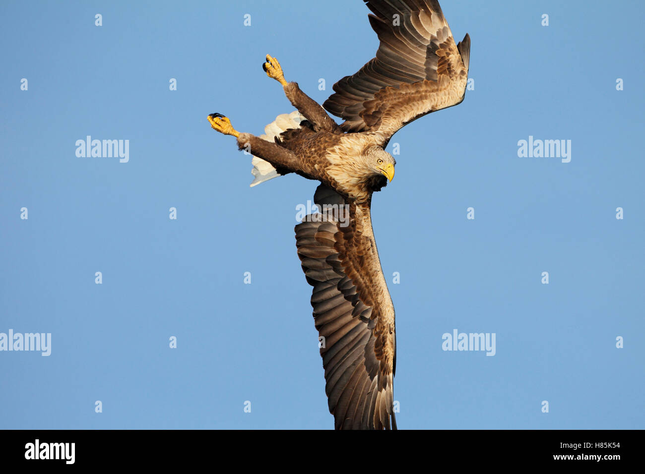 White-tailed Eagle (Haliaeetus albicilla) stooping, Oderdelta, Poland ...