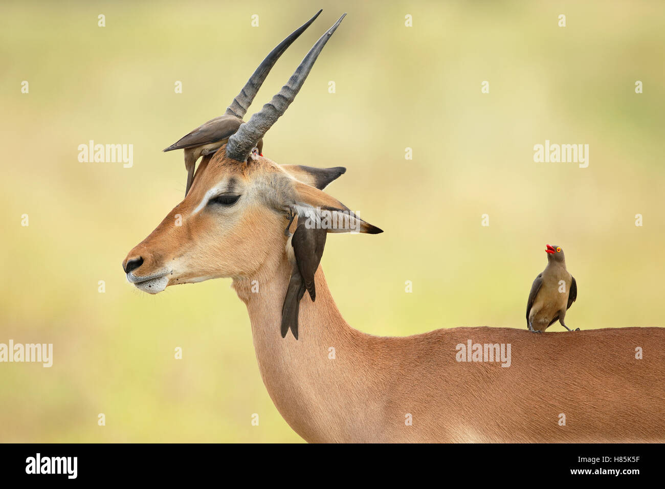Impala (Aepyceros melampus) sub-adult male with Red-billed Oxpeckers ...