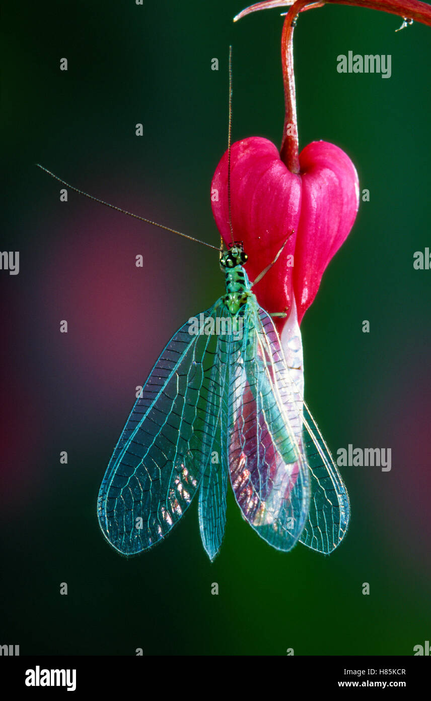 Green Lacewing (Chrysoperla carnea) on Bleeding Heart, Belgium Stock ...