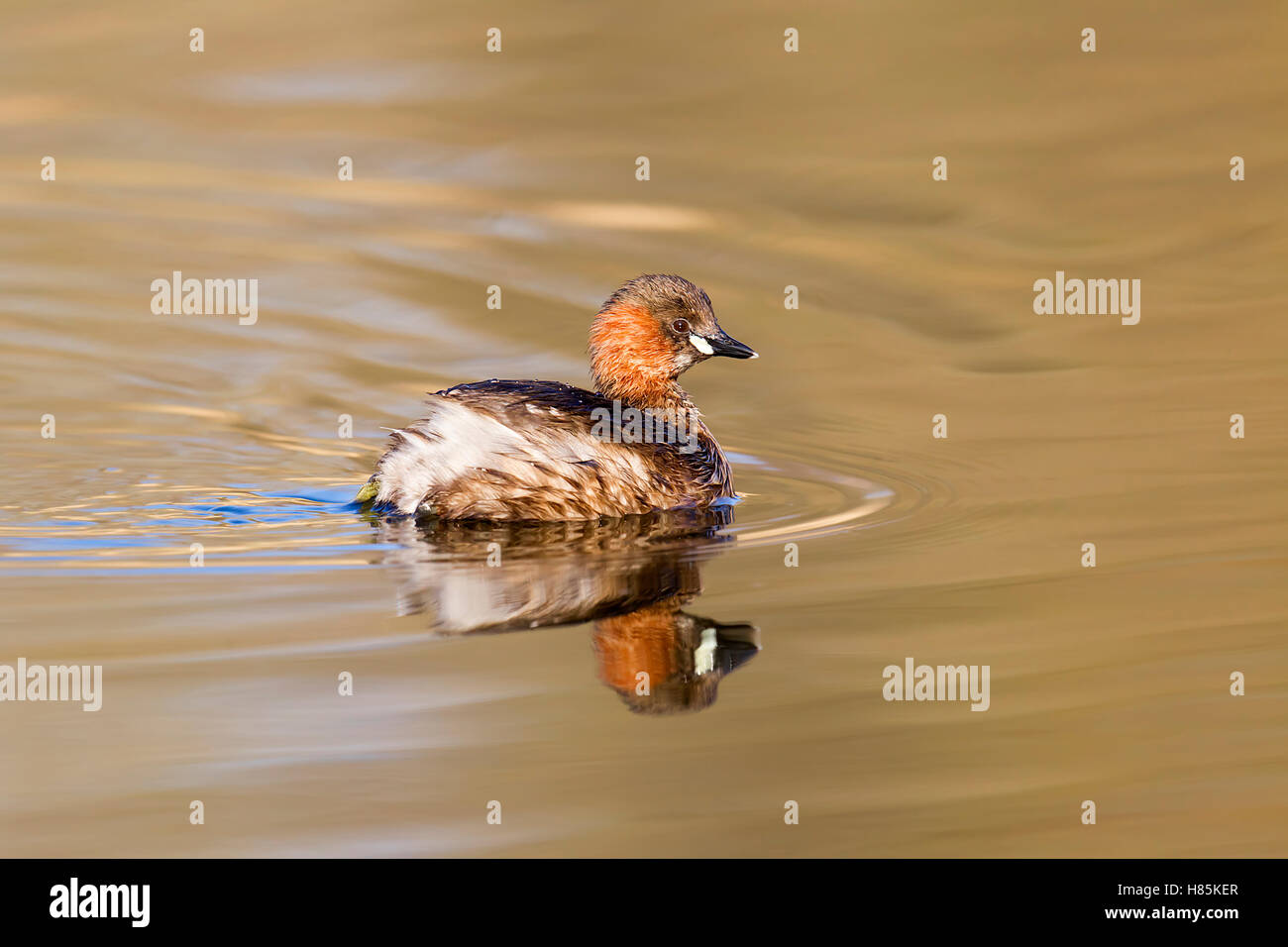 Little Grebe (Tachybaptus ruficollis) swimming, Zuid Holland ...
