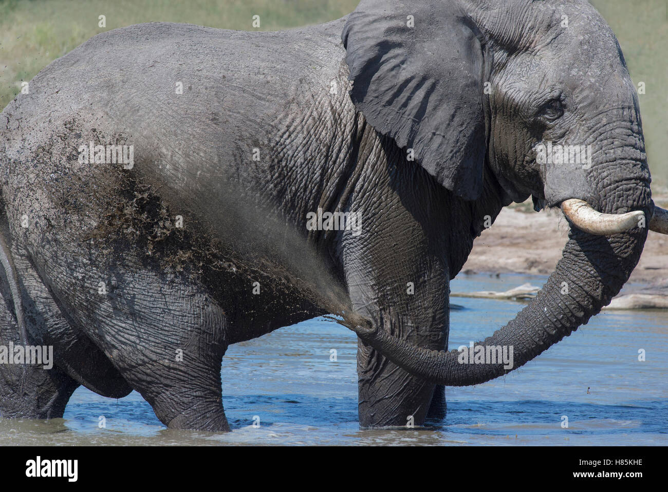 African Elephant (Loxodonta africana) bathing, Sabi Sands Game Reserve ...