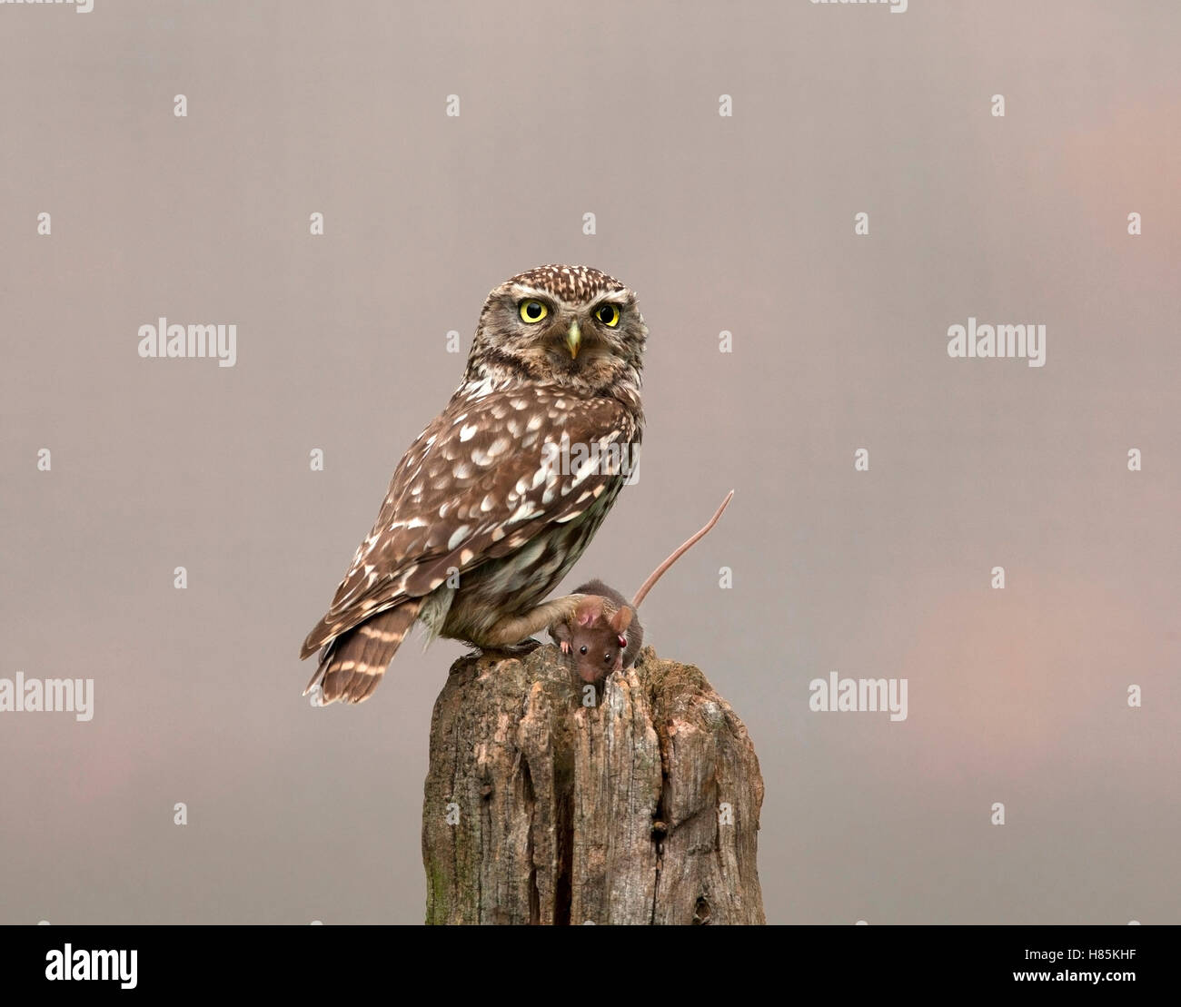 Little Owl (Athene noctua) with House Mouse (Mus musculus) prey ...
