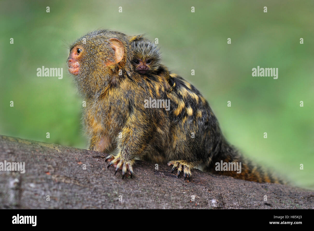 Pygmy Marmoset (Cebuella pygmaea) mother with baby, Amacayacu National ...