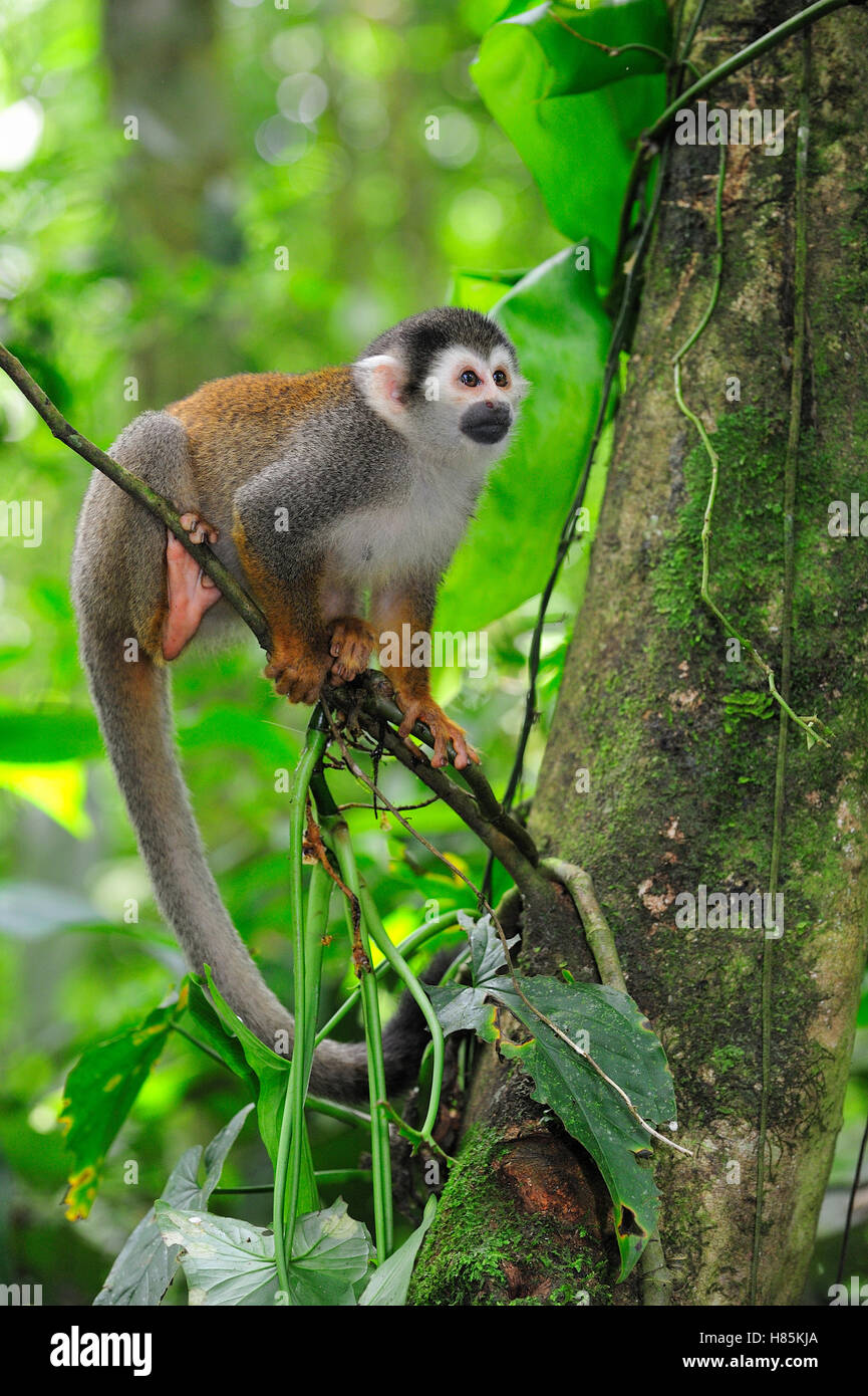 South American Squirrel Monkey (Saimiri sciureus), Amacayacu National Park, Colombia Stock Photo ...
