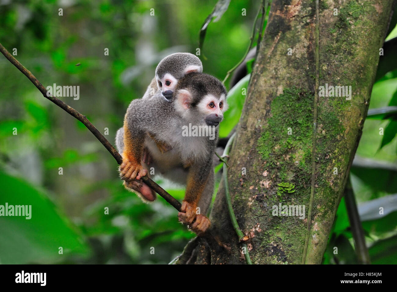 South American Squirrel Monkey (Saimiri sciureus) mother with baby ...