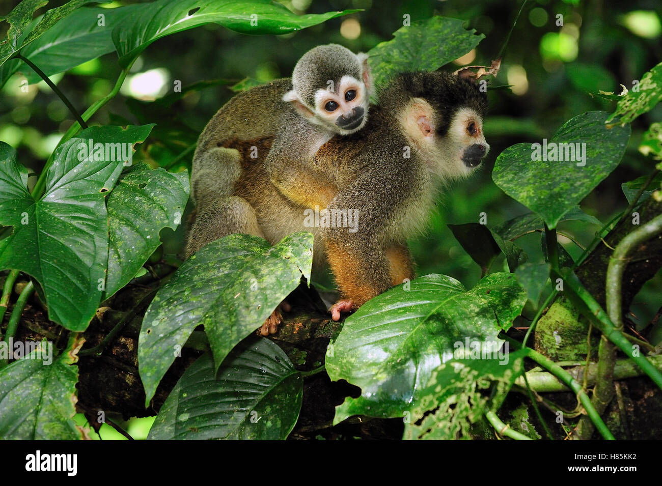 South American Squirrel Monkey (Saimiri sciureus) mother with baby ...