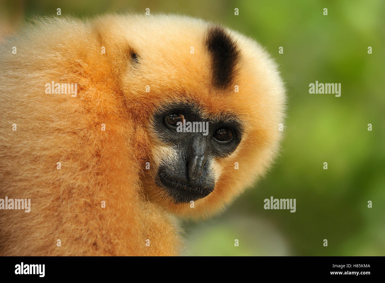 Buff-cheeked Gibbon (Nomascus gabriellae) female, Phnom Tamao Wildlife ...